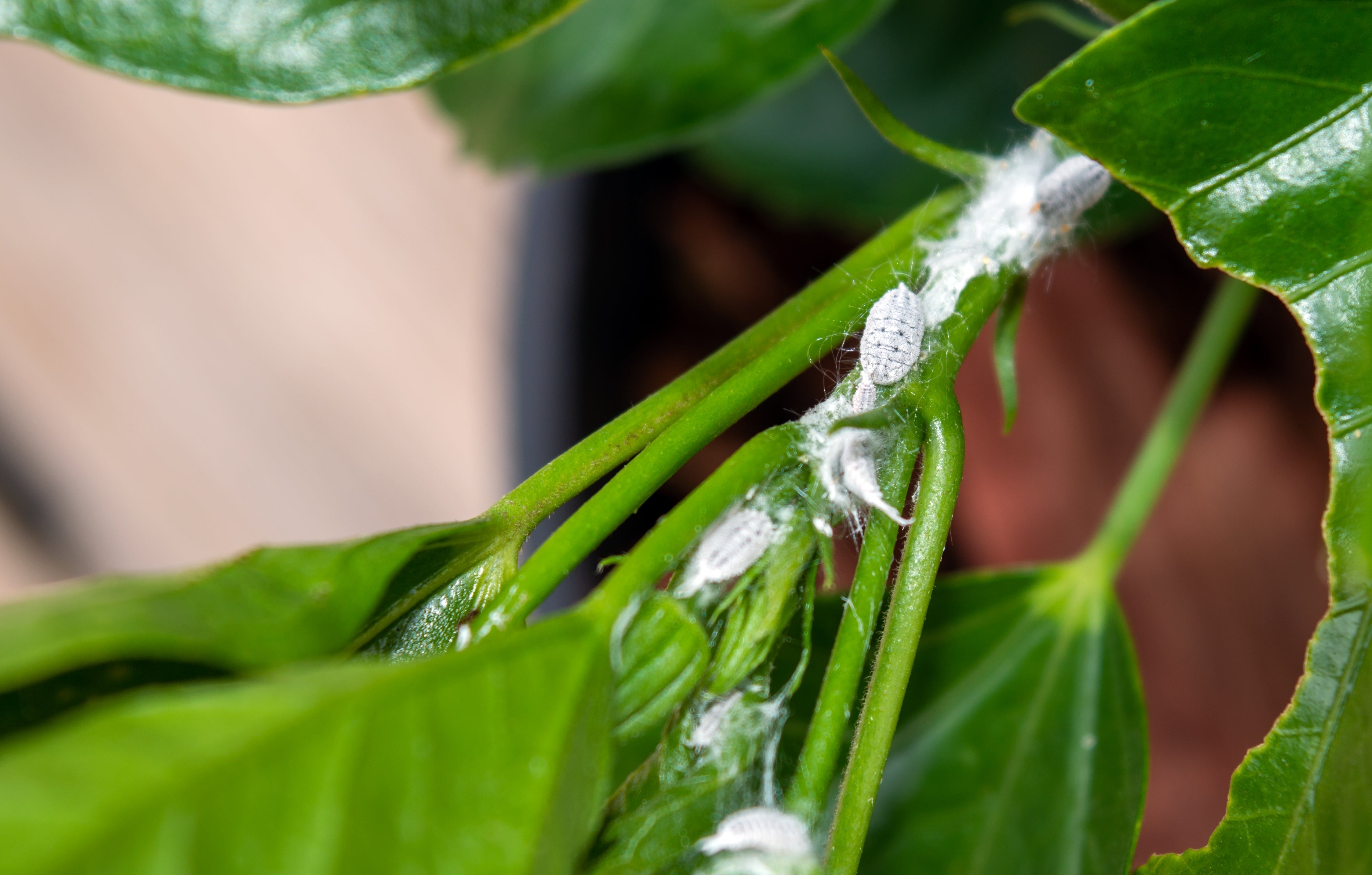 Mealy Bugs