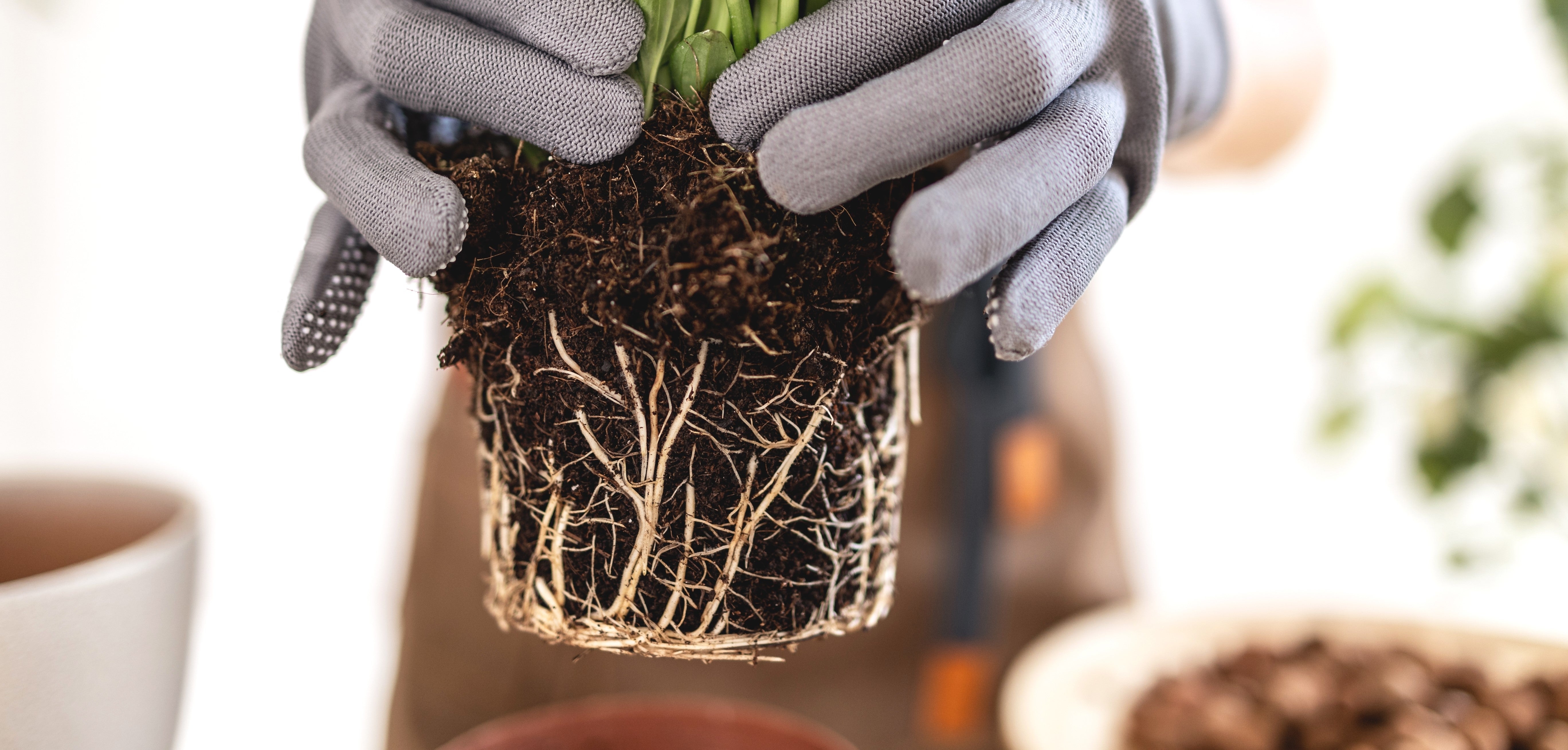 How to Prevent Root Rot in Plants? – Ugaoo