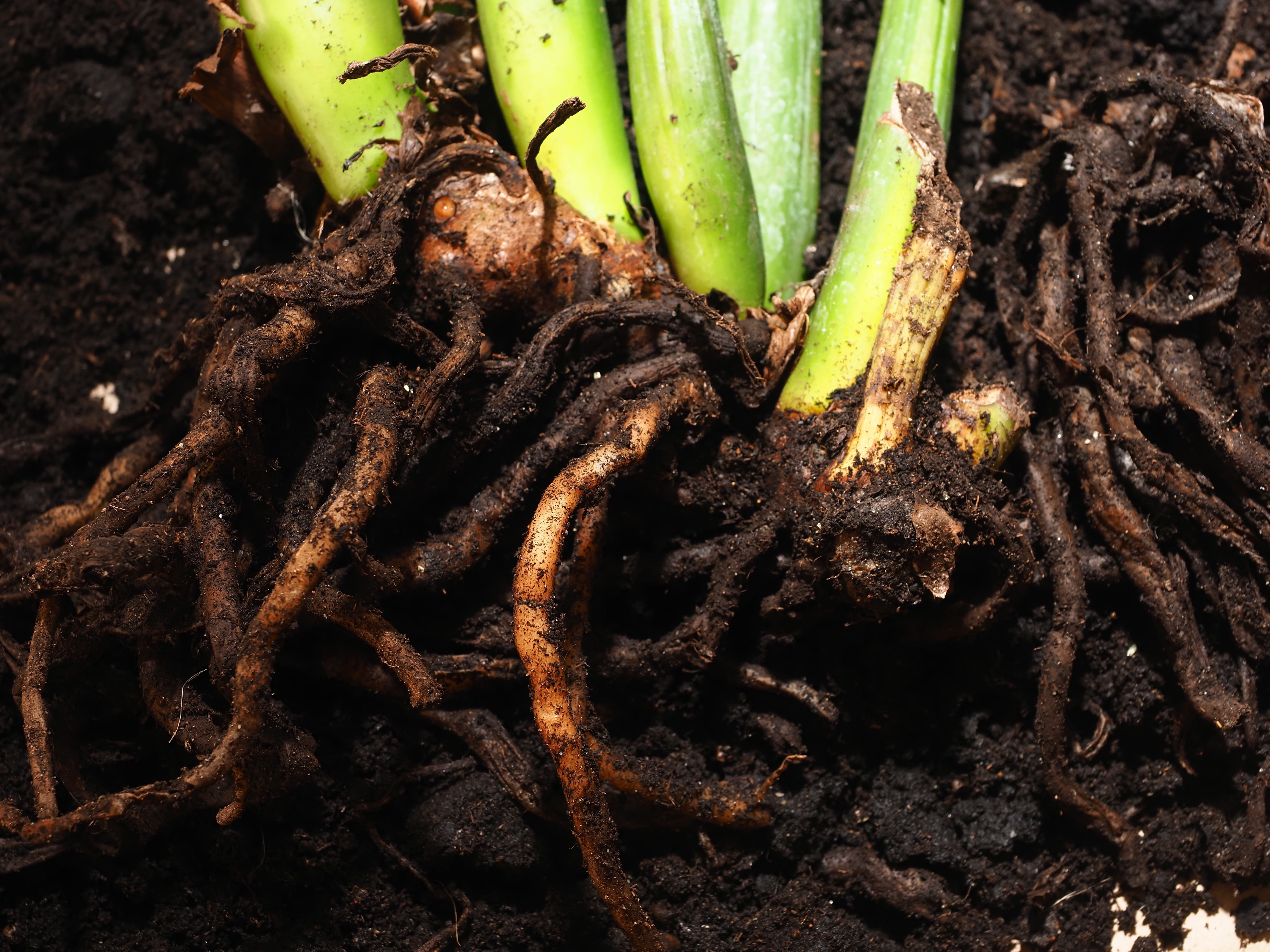 How to Treat Root Rot in Potted Plants? – Ugaoo