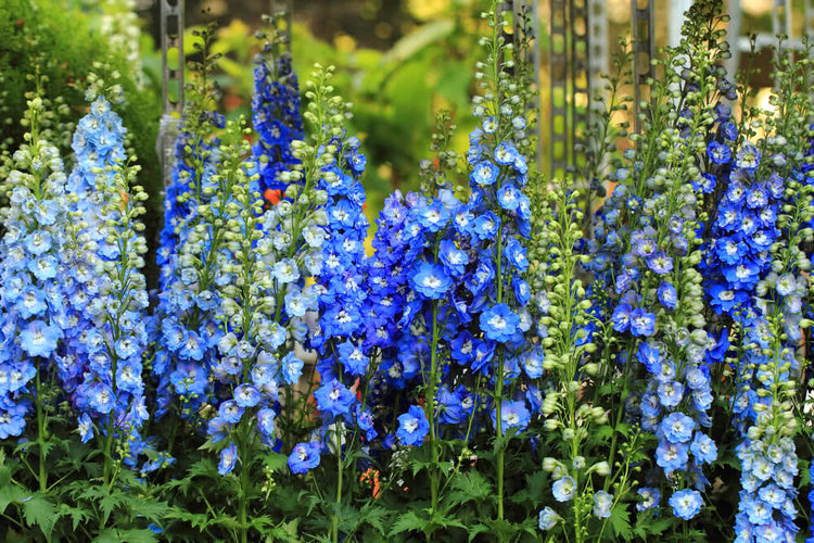 How to Grow Larkspur Flowers – Ugaoo
