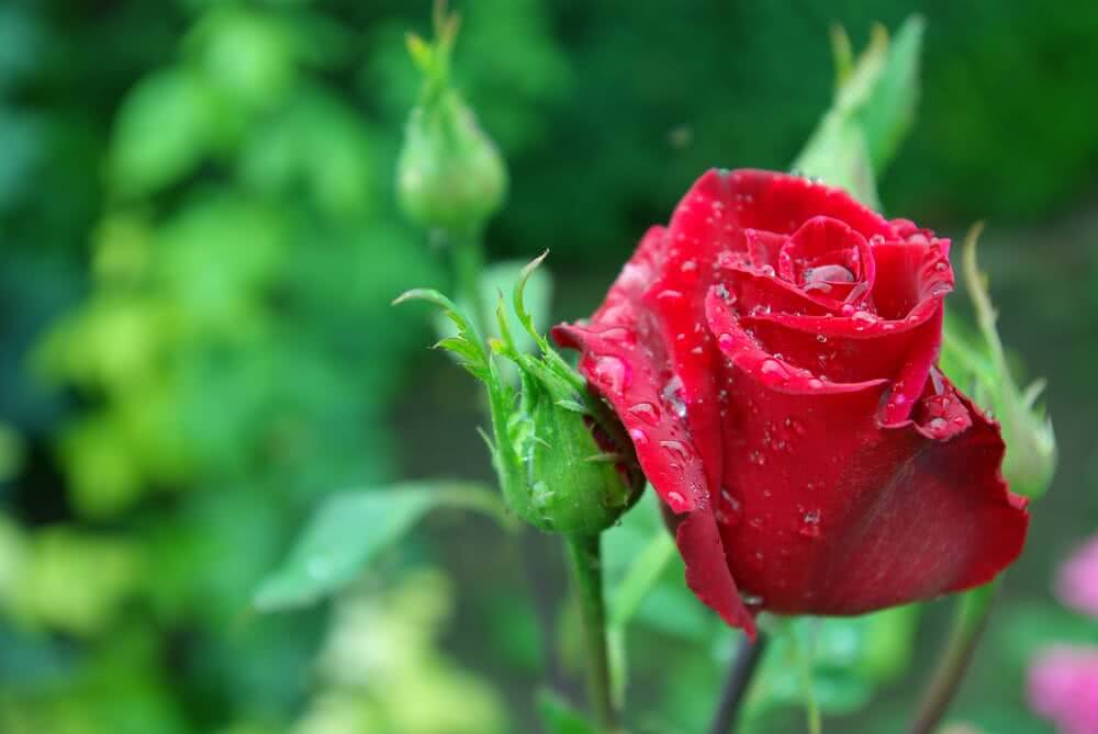Growing Roses - Introduction to the world of Roses – Ugaoo
