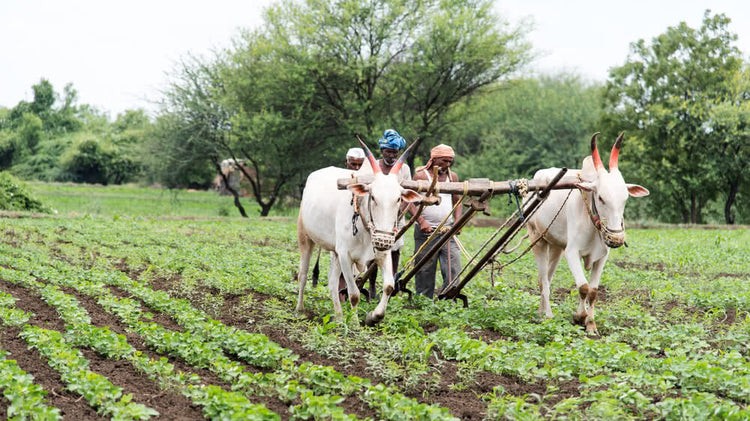 10 Ways in which Indian Farmers can Save Water – Ugaoo