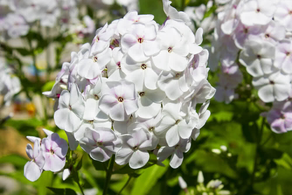 Top 10 Most Fragrant Flowers in India – Ugaoo