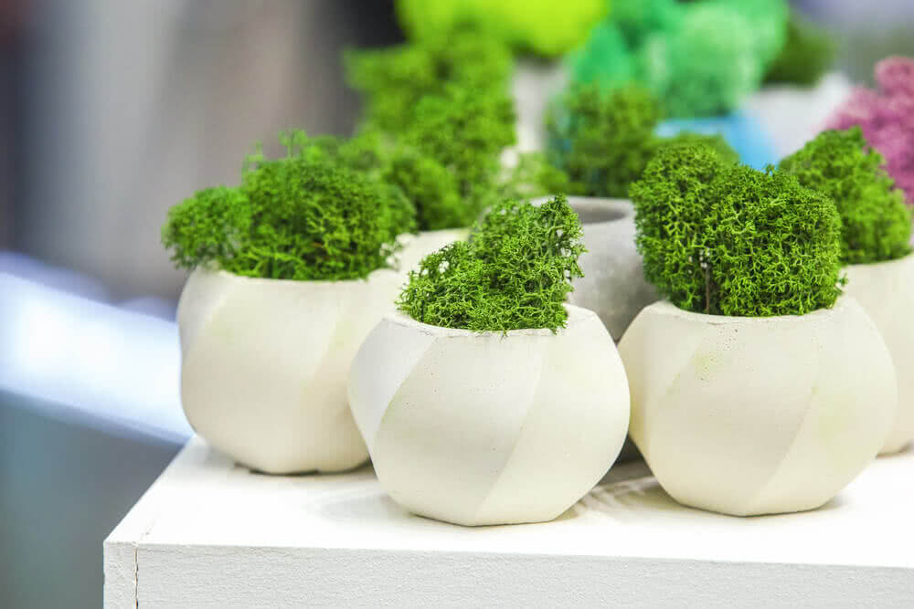 Recipe For Growing Moss How To Grow Moss — Here's How To Grow Moss