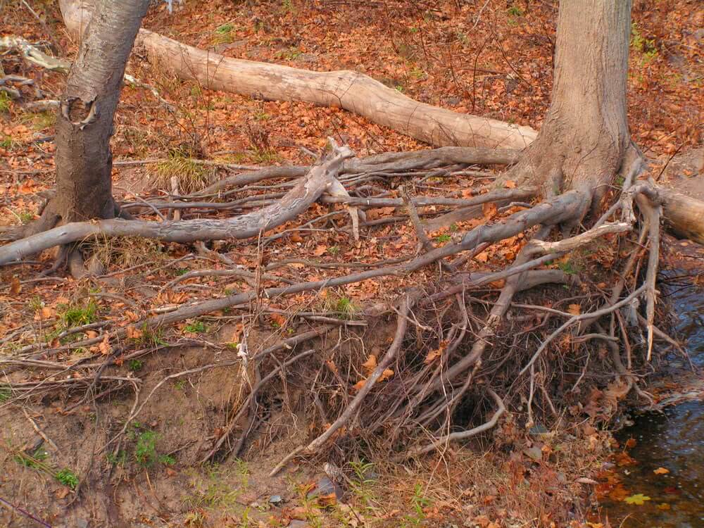 Planting Trees To Prevent Erosion How Can Trees Help Prevent Soil