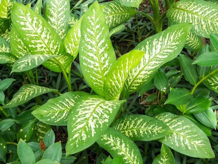 The Guide to growing Dieffenbachia Plants Indoors – Ugaoo