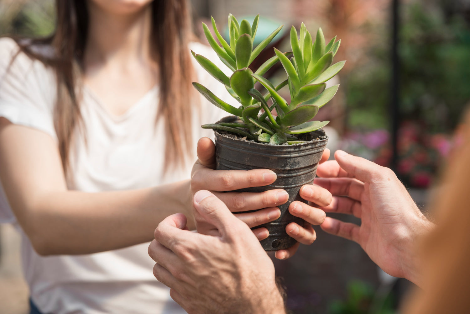 Thoughtful Gifts: 10 Plants to Gift Your Teacher on Teachers Day – Ugaoo