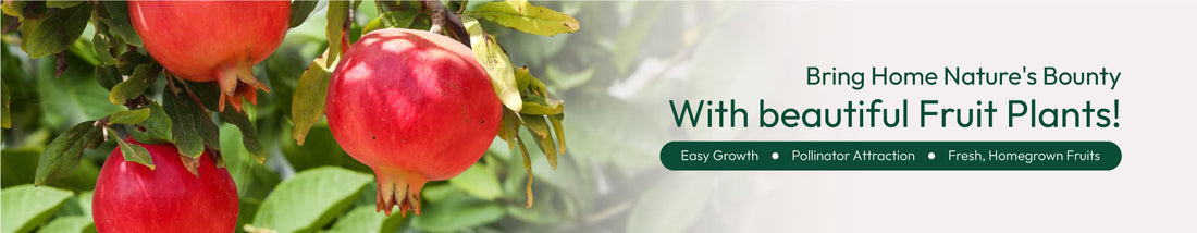 Buy Premium Fruit Plants Online | Safe Home Delivery | Ugaoo