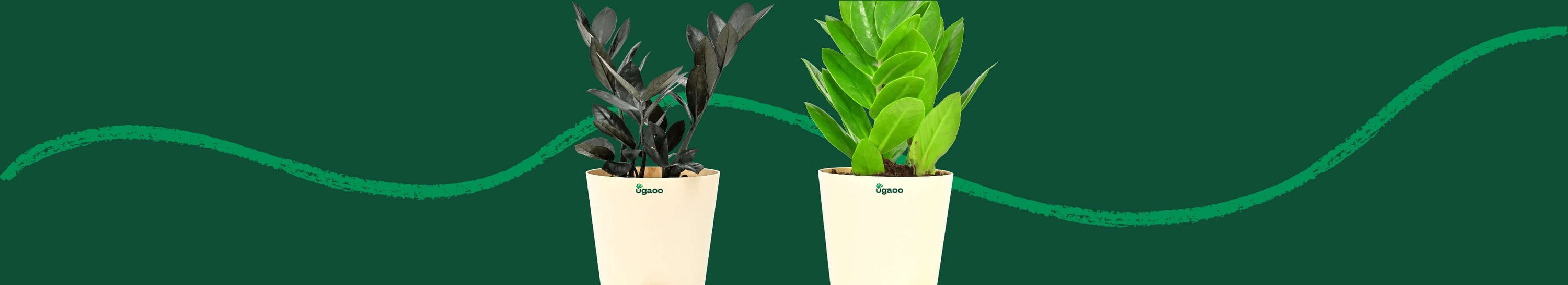 Buy Zz Plant Online In India | Safe Home Delivery – Ugaoo