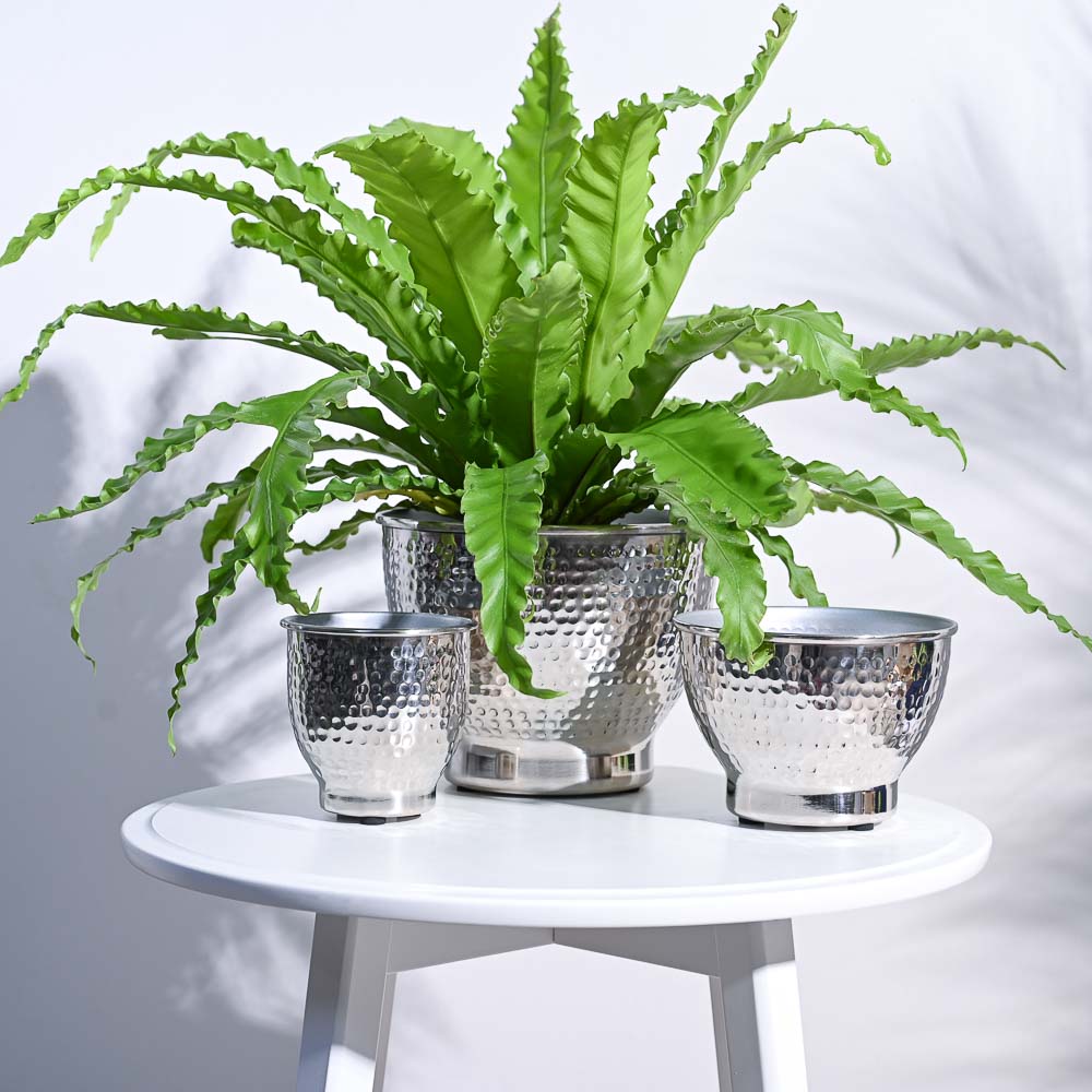 Elegance Planter – Ugaoo