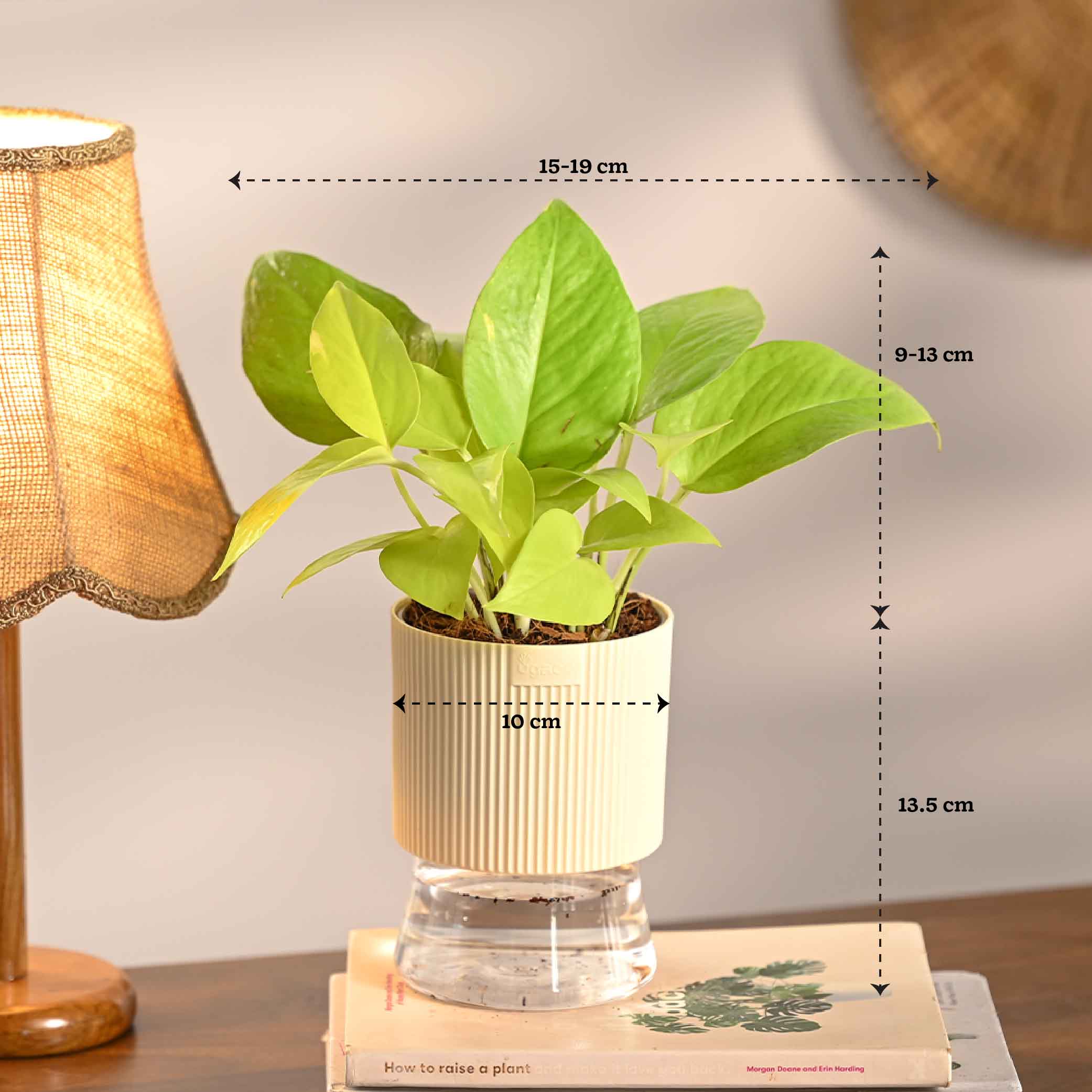 Set of 4 Indoor Aesthetic Plant Bundle for Home – Ugaoo