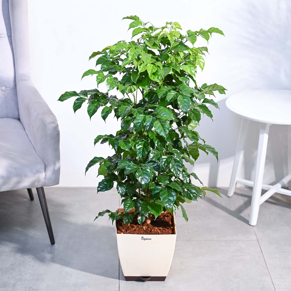 Buy China Doll Plant Large Online in India – Ugaoo