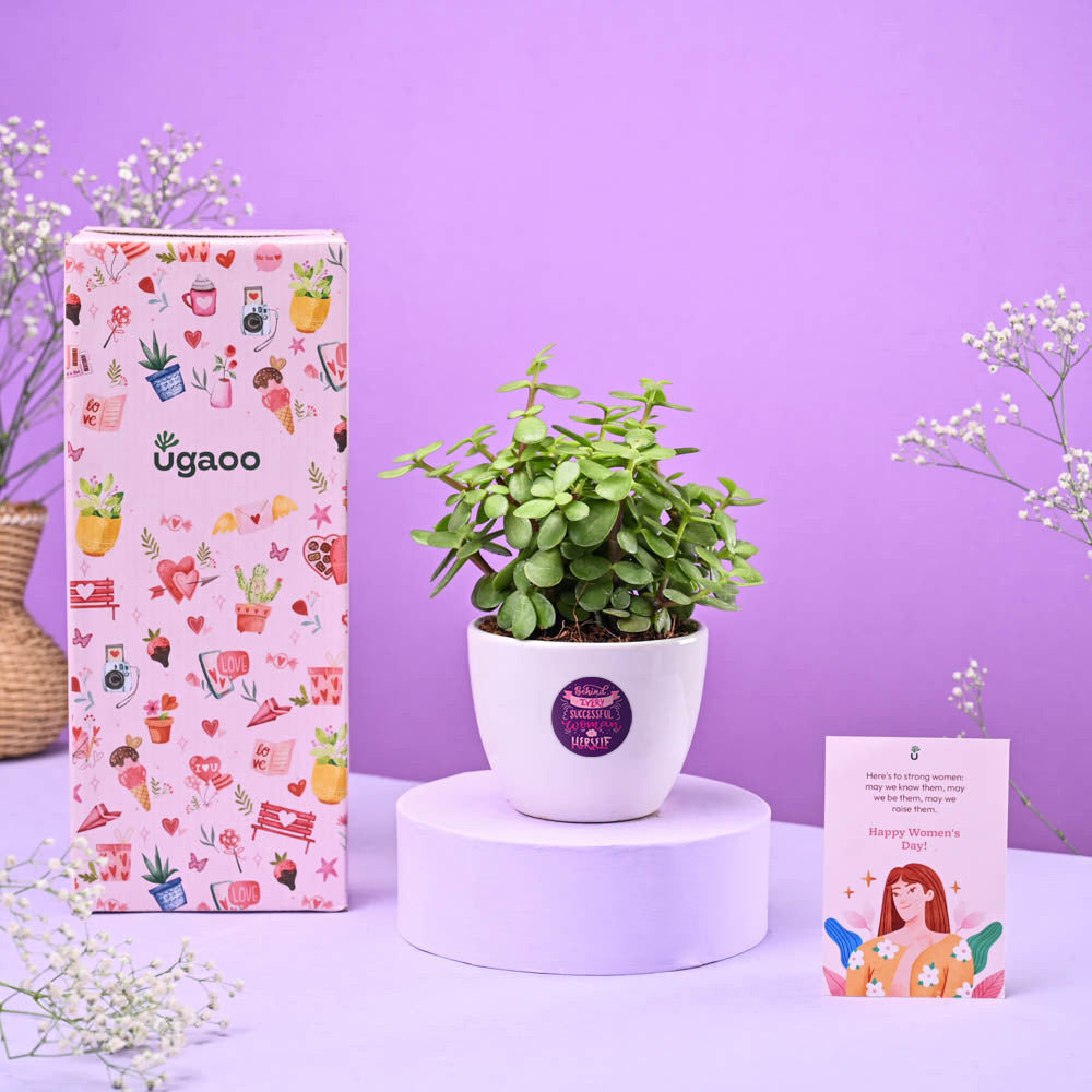 Jade Mini Plant Women's Day Gift – Ugaoo