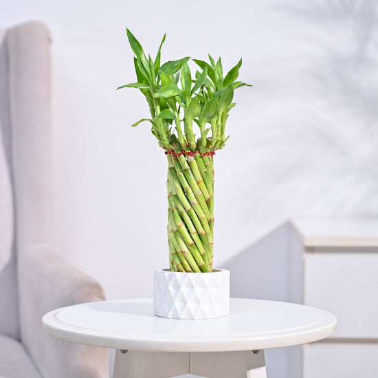 Ugaoo: India's No.1 Online Plant Store| Buy Seeds & gardening products