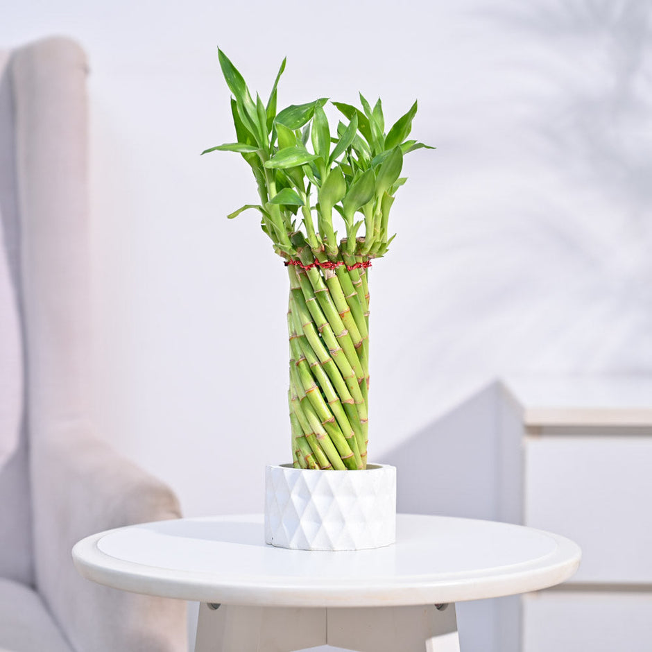 Buy Lucky Bamboo Plants Online at Ugaoo | Best Prices & Quality