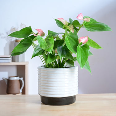 Ugaoo: India's No.1 Online Plant Store| Buy Seeds & gardening products