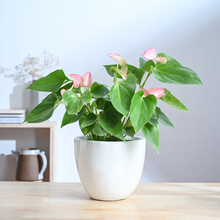 Ugaoo: India's No.1 Online Plant Store| Buy Seeds & gardening products