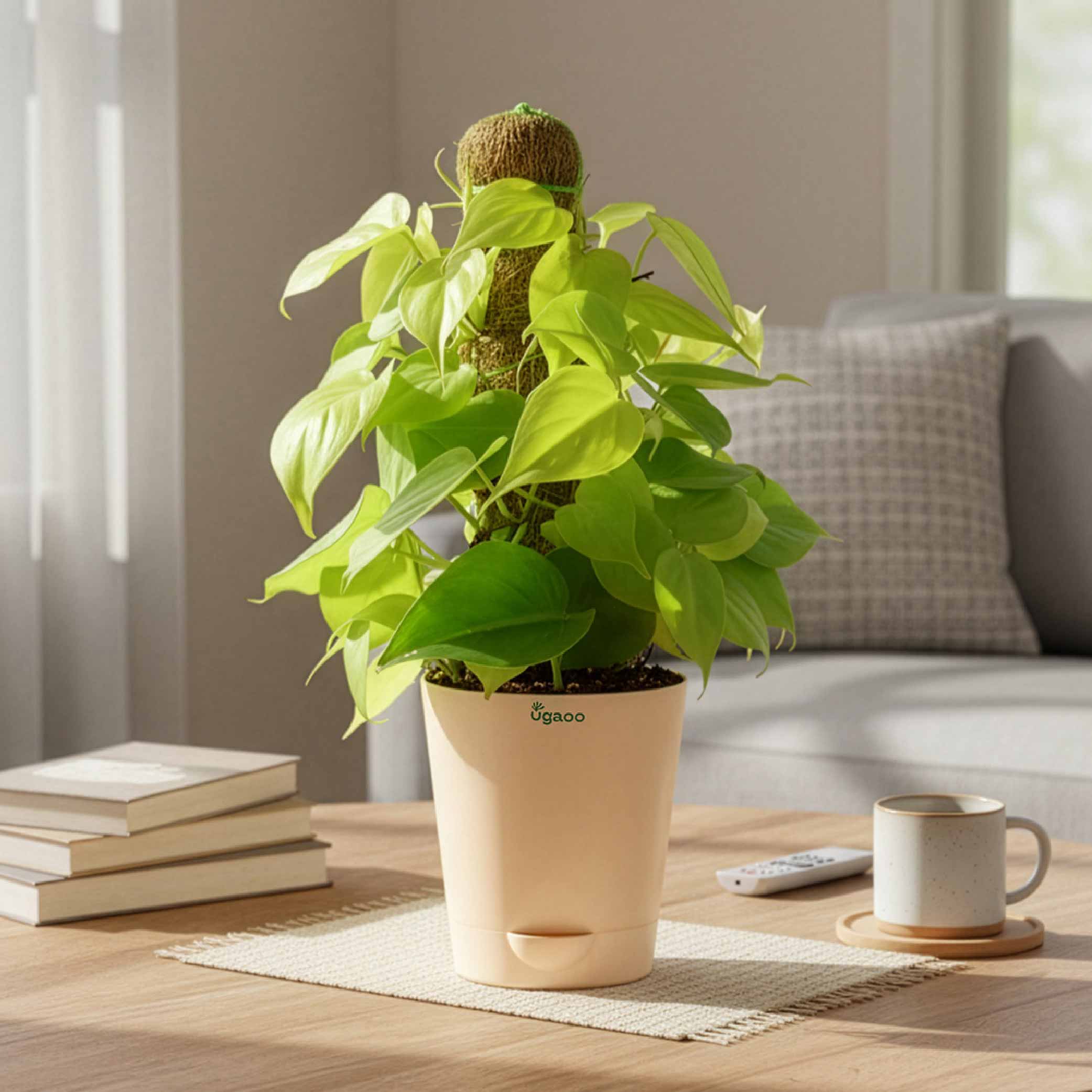 Buy Oxycardium Golden Indoor Plant in Ivory Pot | Bright Air-Purifying ...