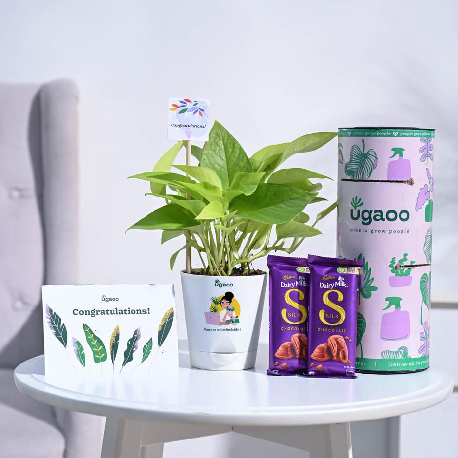 Shop the Best Congratulation Plant Gifts Online Today | Ugaoo