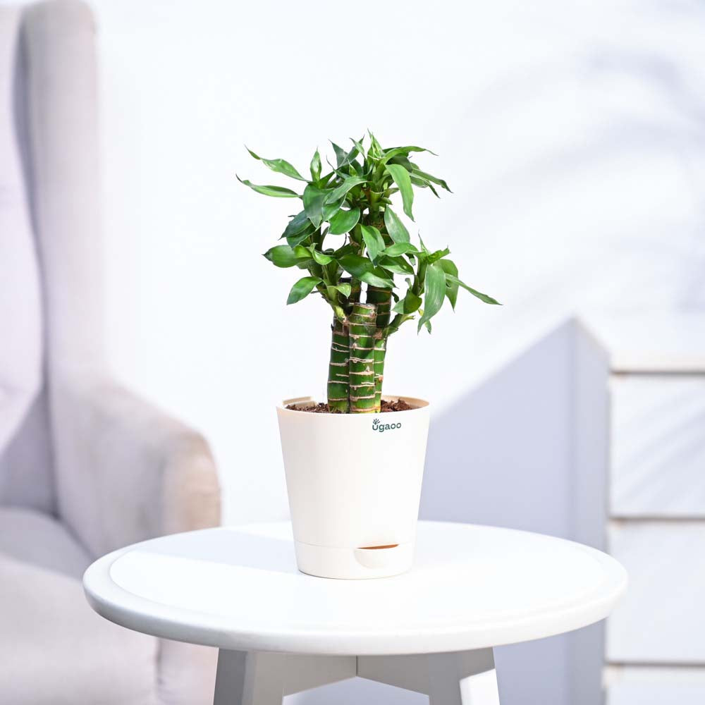 Buy Premium Lotus Bamboo 3 sticks Plant | Ugaoo