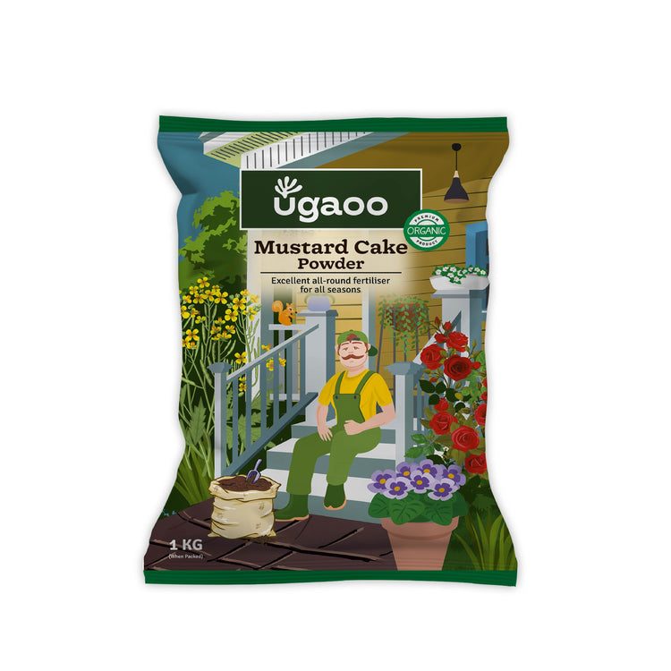 Tree saga: Cassia fistula, The Golden Shower Tree (Amaltas) – Ugaoo