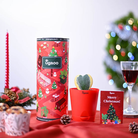 Green Gifts Online- Green Gifting Ideas,Eco Friendly Plant Gifts|Ugaoo