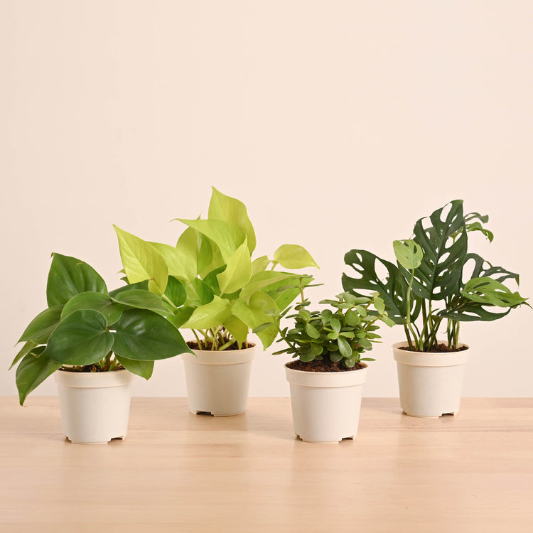 All Plant Bundles - Buy Online at Best Price | Ugaoo