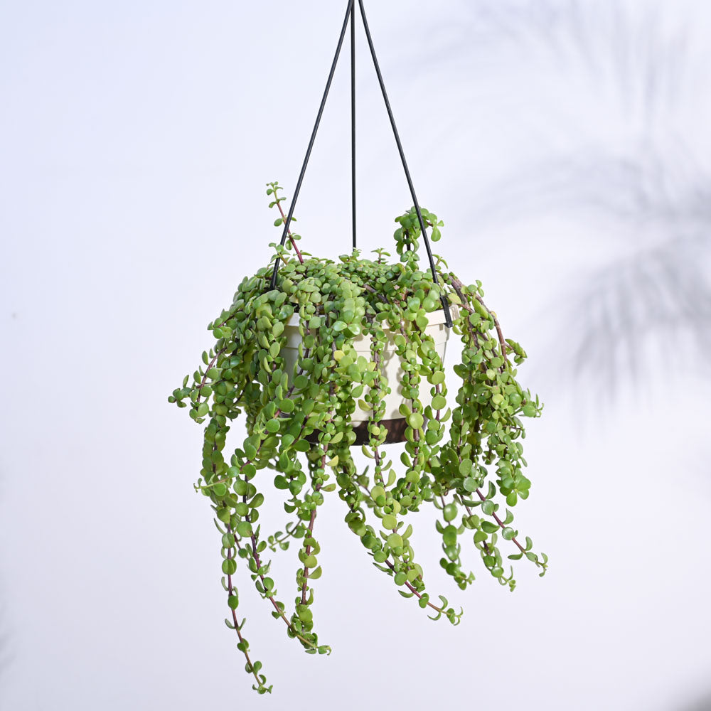 Buy Jade Plant Mini: Care Tips, Benefits, and More – Ugaoo