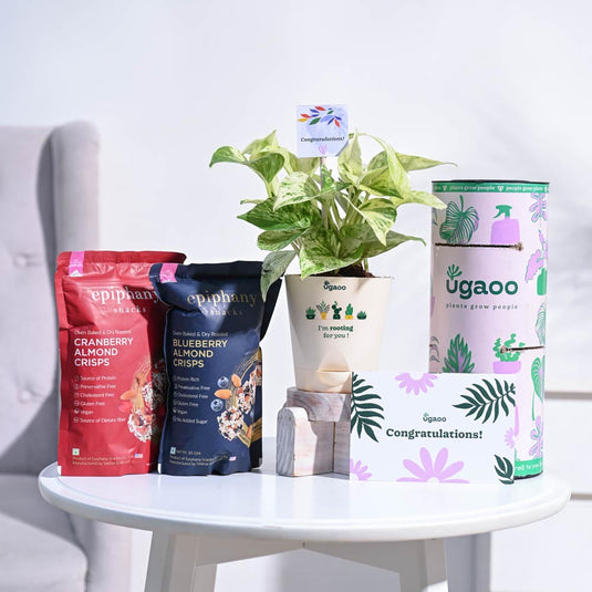 Shop the Best Congratulation Plant Gifts Online Today | Ugaoo