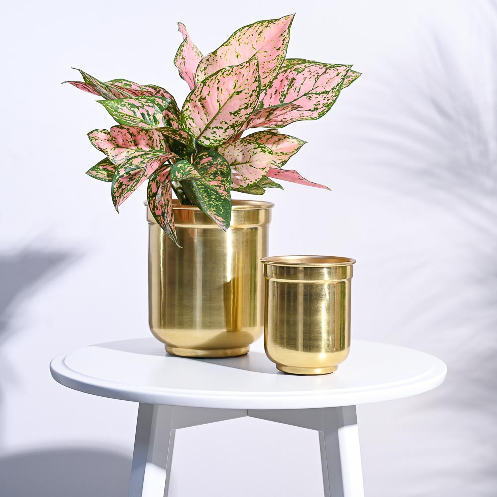 Aurelian Cylindrical Planter – Ugaoo