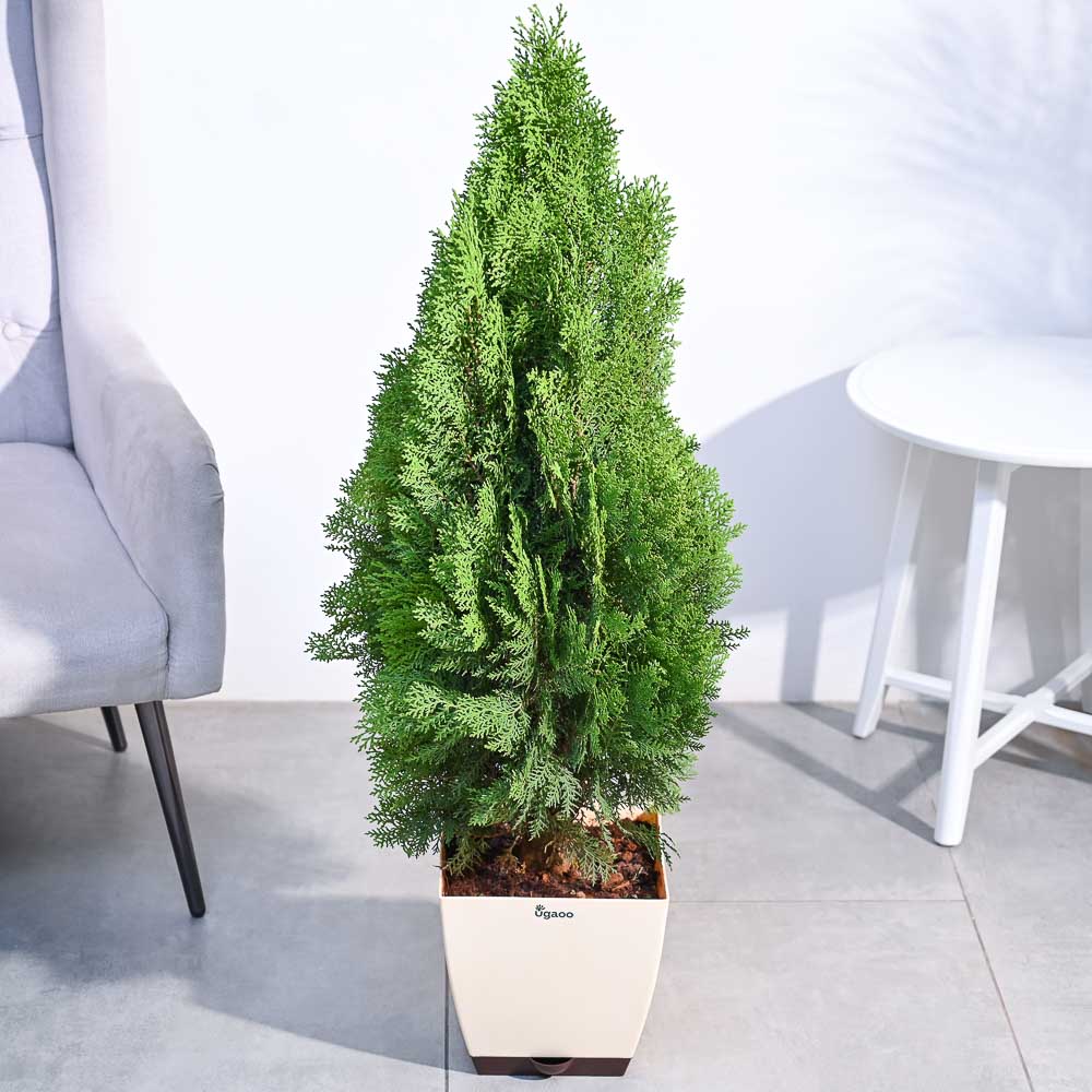 Buy the top-rated XL-sized Thuja plant with safe home delivery from Ugaoo.