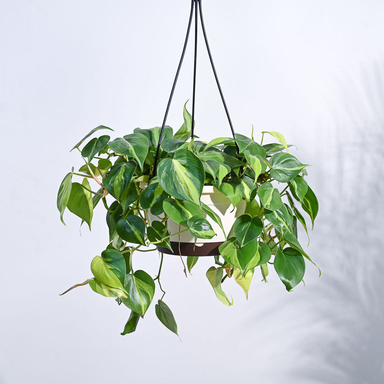 Buy Stylish Hanging Plants for Home Décor | Ugaoo