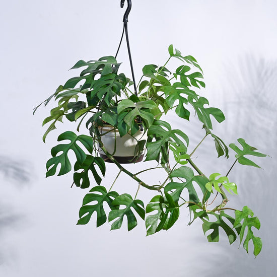 Buy Monstera Plant Online In India | Safe Home Delivery