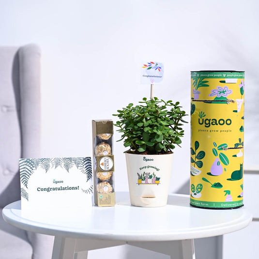 Shop the Best Congratulation Plant Gifts Online Today | Ugaoo