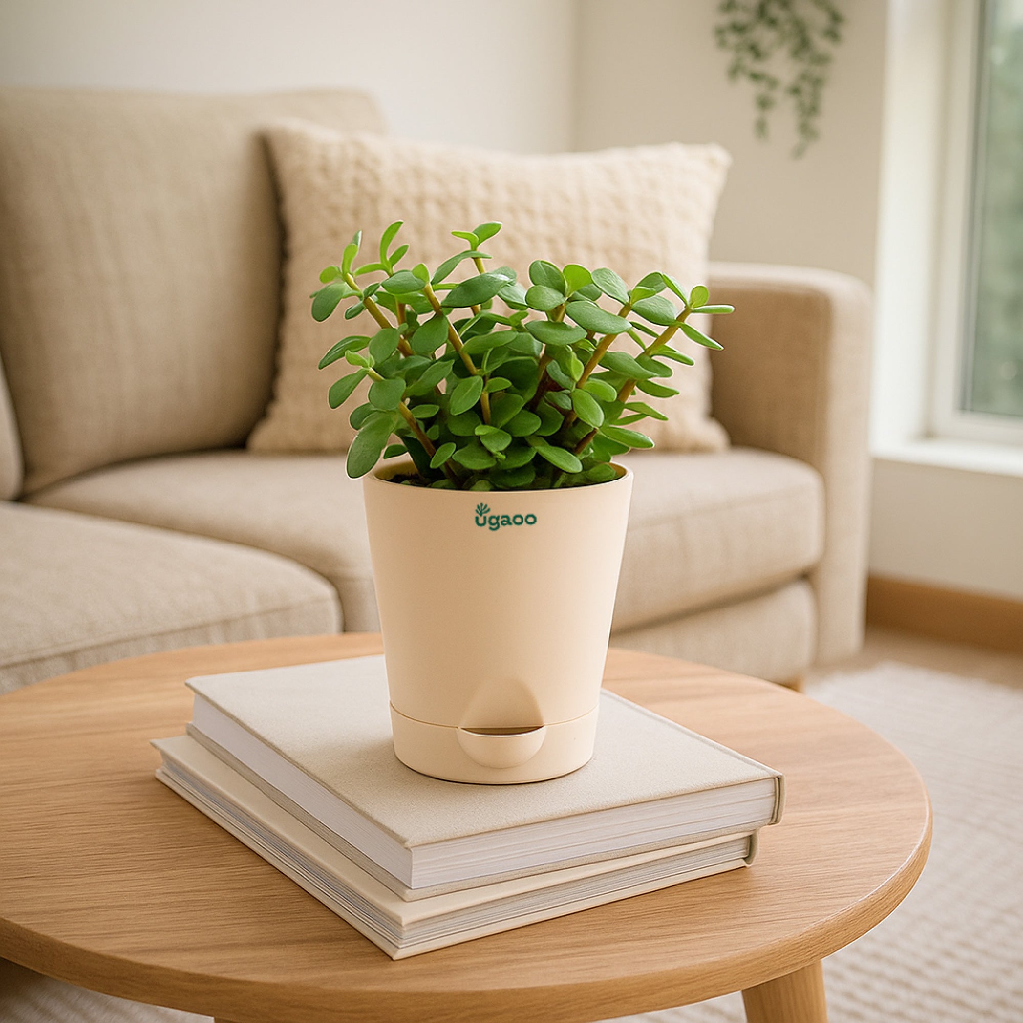 Buy Premium Jade Mini Plant |High Quality & Safe Home Delivery – Ugaoo