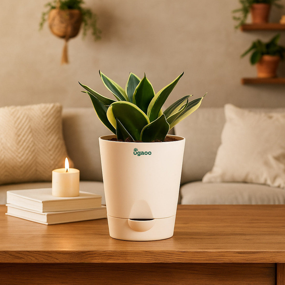 Top 10 Passion Flower Varieties to Grow – Ugaoo