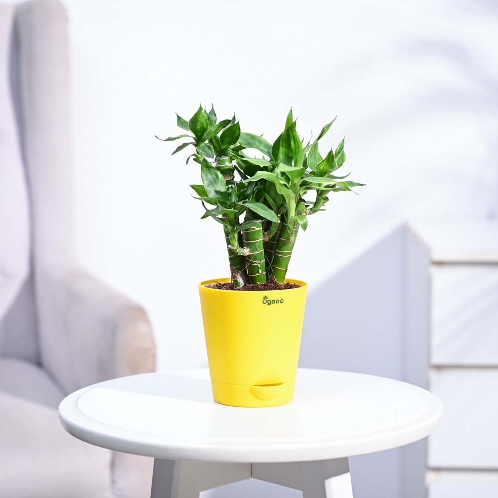 Buy Exclusive Lotus Lucky Bamboo 5 Sticks Plant | Ugaoo