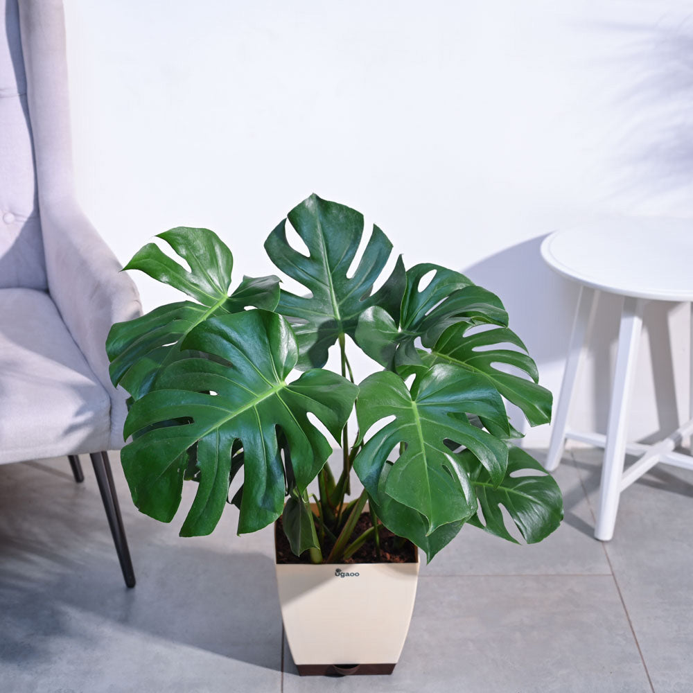 Buy Large Monstera Deliciosa Plant | Lush & Exotic – Ugaoo
