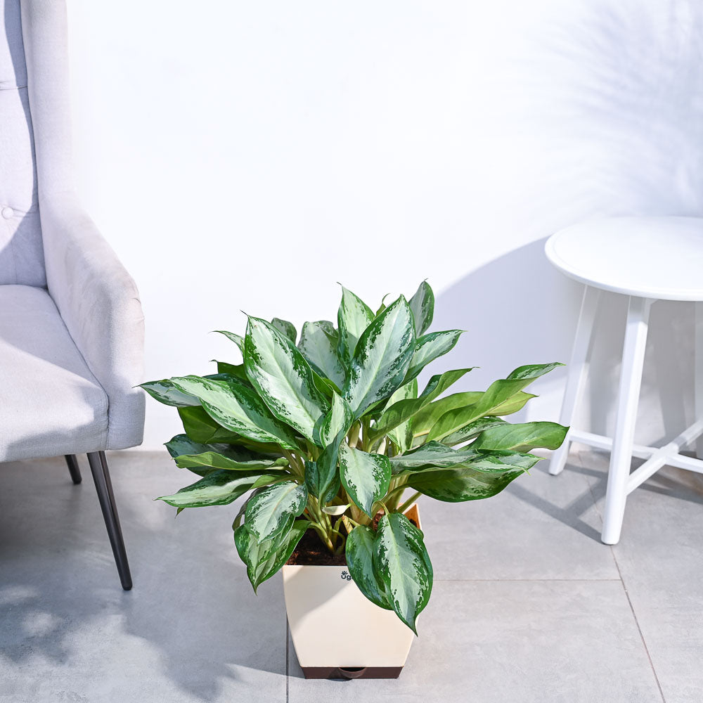 Buy Aglaonema Manila Beauty XL Plant: Elevate Your Space with Elegance