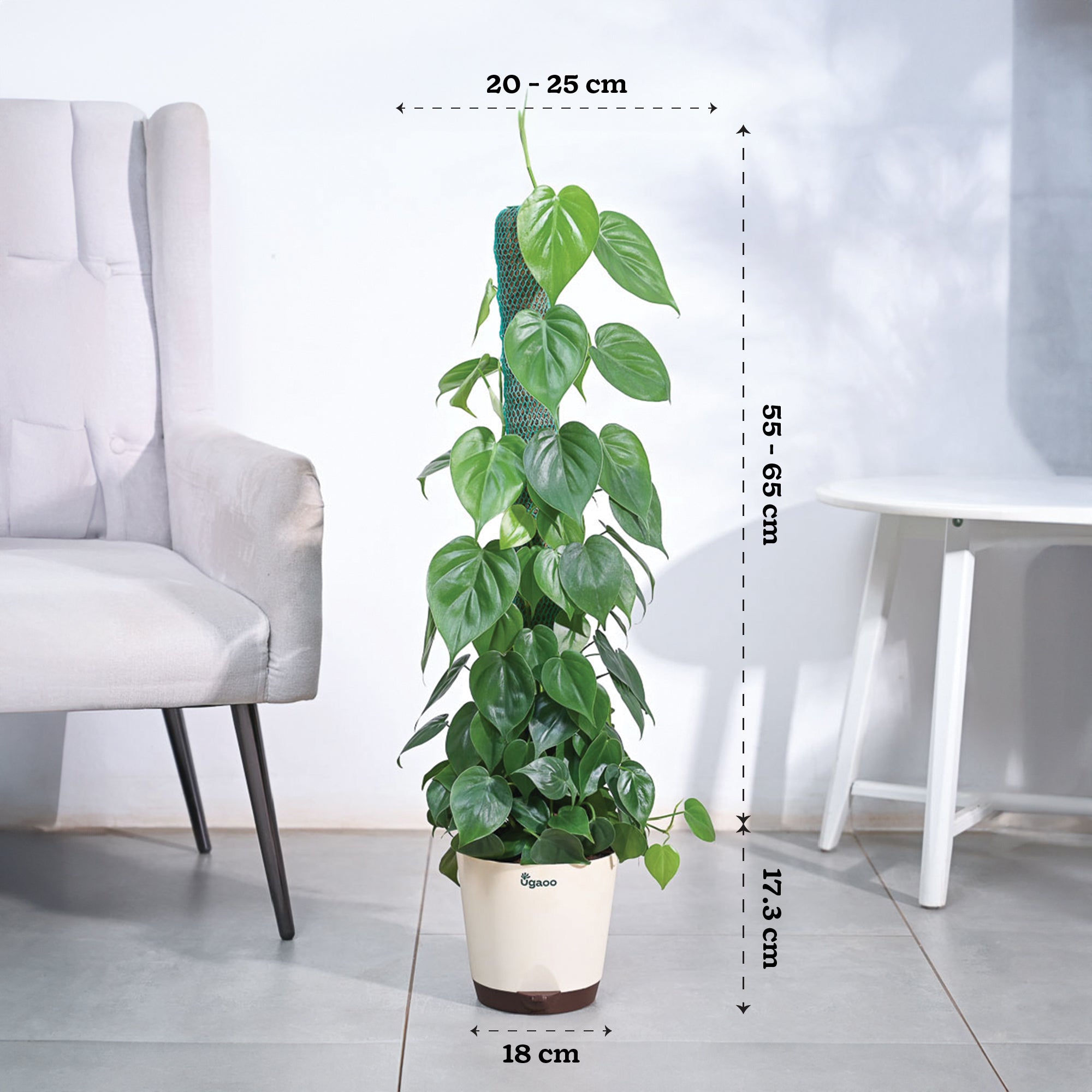 Buy Philodendron Oxycardium Green Plant with Moss Stick Online | Ugaoo