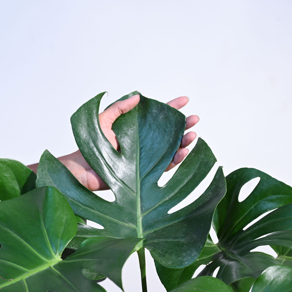 Buy Large Monstera Deliciosa Plant | Lush & Exotic – Ugaoo