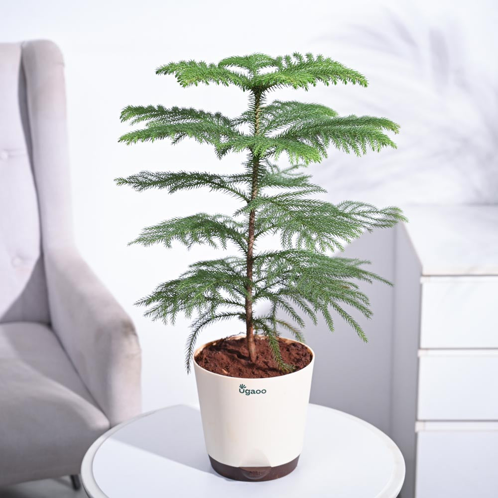 Buy Indian Christmas Tree | A Festive Favorite for Every Home – Ugaoo