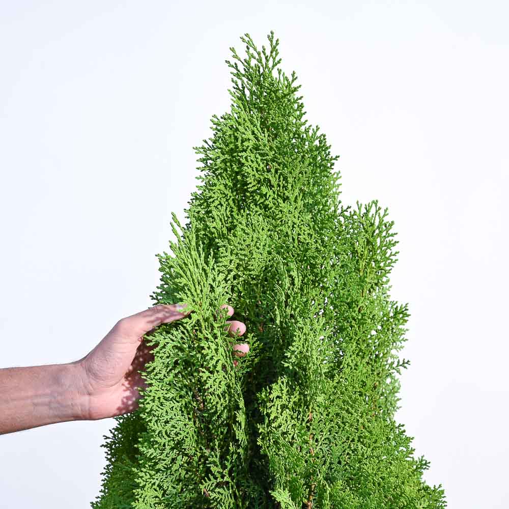 Buy the top-rated XL-sized Thuja plant with safe home delivery from Ugaoo.