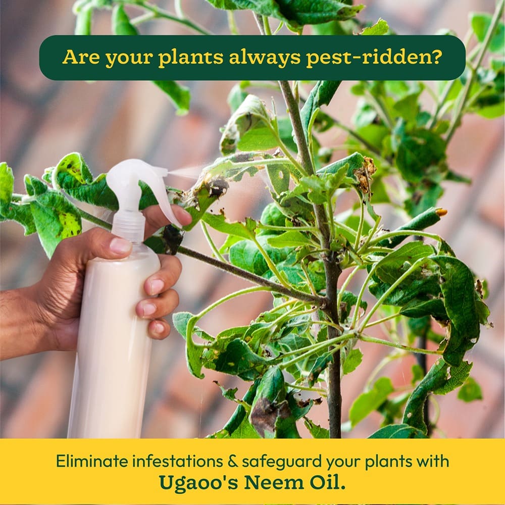 Buy Premium Neem Oil for Plants : Healthy Solution for Plant Care – Ugaoo