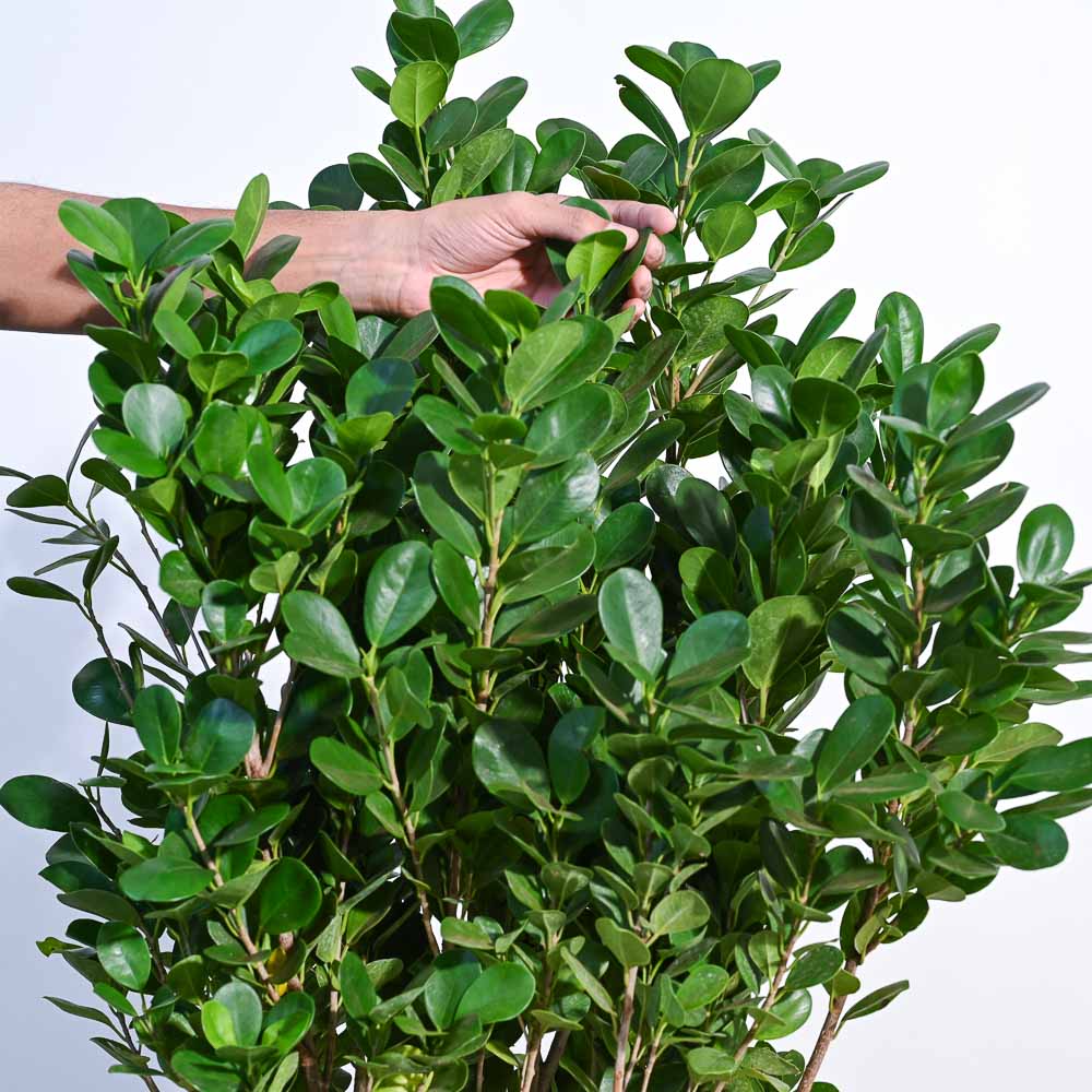 Buy Ficus Moclame - XL Size | Perfect for Home & Office | Ugaoo