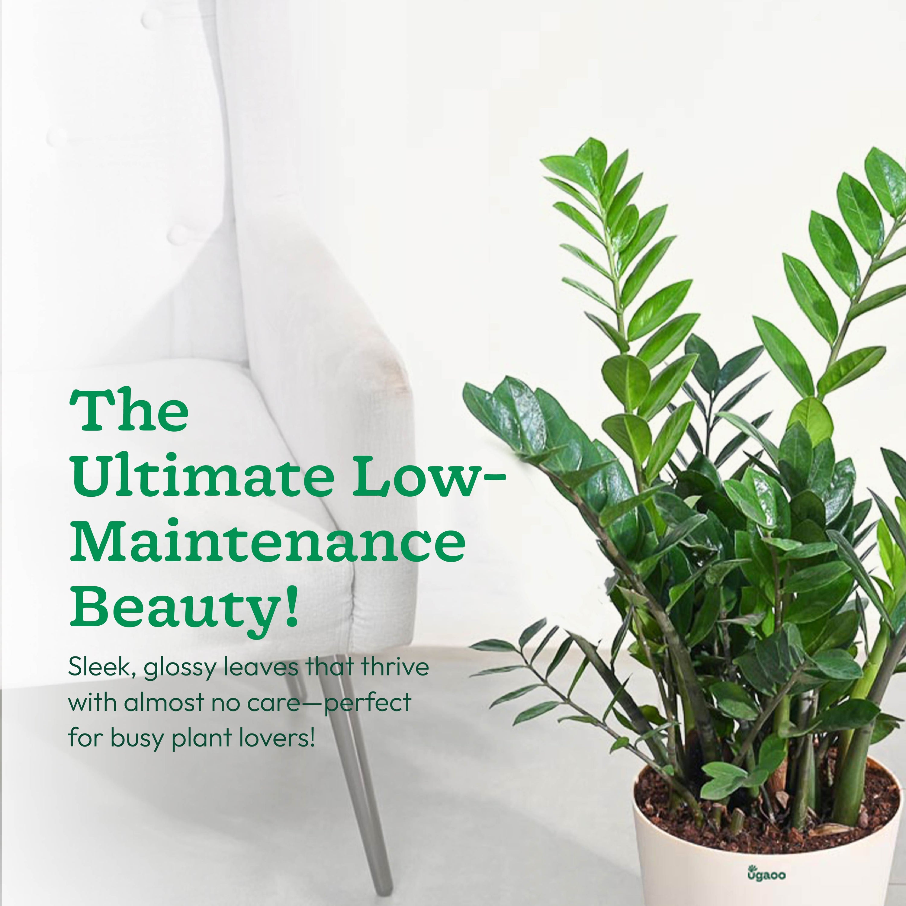 Buy Large ZZ Plant | Low Maintenance & Perfect for Beginners | Ugaoo