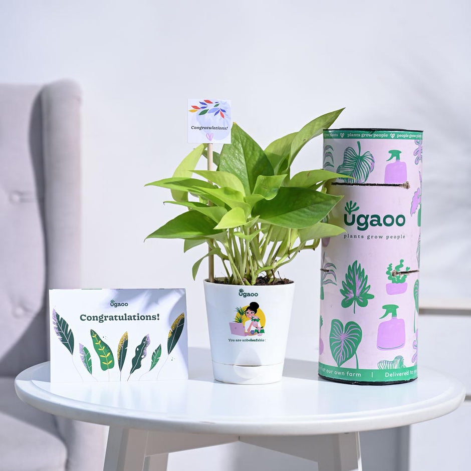 Shop the Best Congratulation Plant Gifts Online Today | Ugaoo