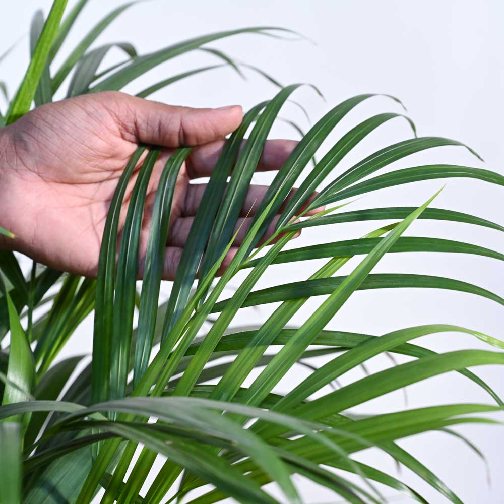 Buy Areca Palm XL Plant - Care, Benefits, and More – Ugaoo
