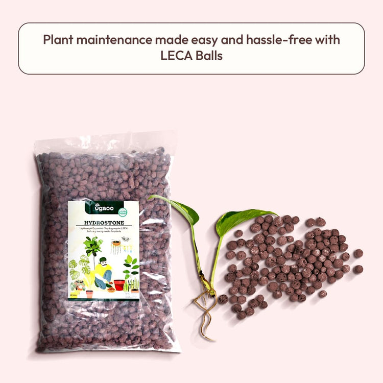Buy Hydrostone Leca Balls for Plants | Hydroponic Plant Growth Essential