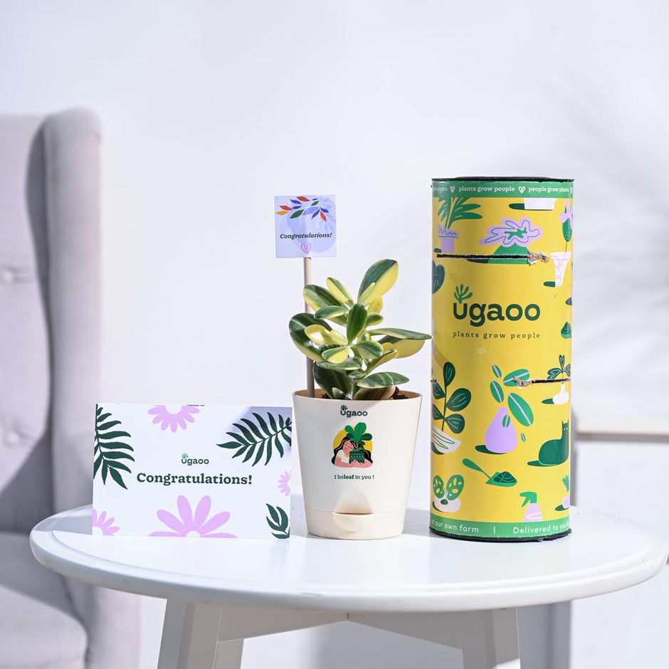Shop the Best Congratulation Plant Gifts Online Today | Ugaoo